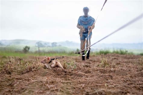 Herorats