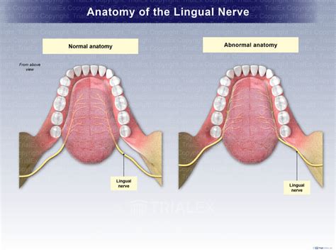 Anatomy Of The Lingual Nerve