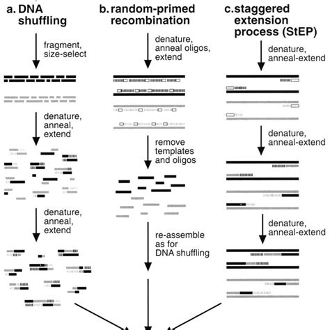 PDF Creating Hybrid Genes By Homologous Recombination