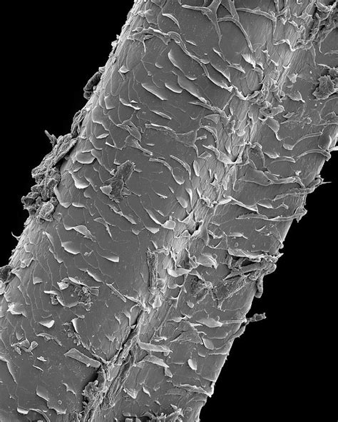 Eyelash Under Microscope