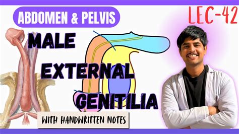 Penis And Scrotum Anatomy Male External Genitalia Mbbs 1st Year Youtube