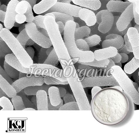 Lactobacillus Bulgaricus