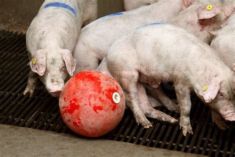 Piglets Playing With A Ball Stock Image Colourbox