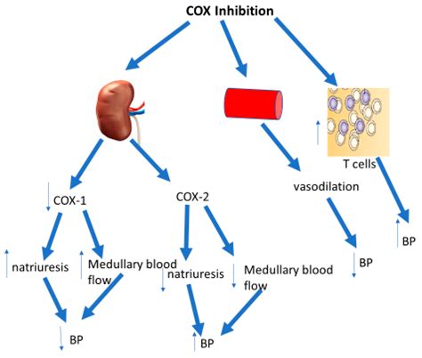 Ibuprofen Cox 1 And 2 Ibuprofen Oral Route Before Using Cvio