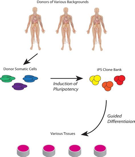 Drug Discovery And Toxicology Workflow Somatic Cells Are Isolated From