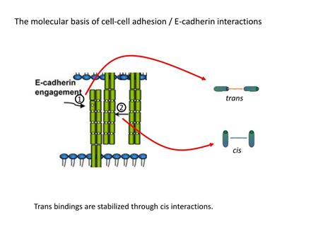 Ppt Rule Based Spatially Resolved Modeling Of Cellular Signaling Processes Powerpoint