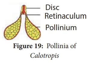 To Dissect And Display The Pollinia Of Calotropis Experiments