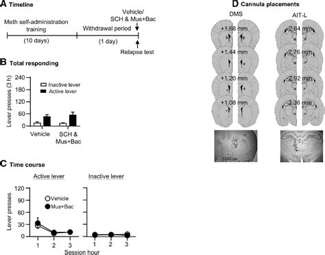 Figure 6 From Role Of Anterior Intralaminar Nuclei Of Thalamus Projections To Dorsomedial