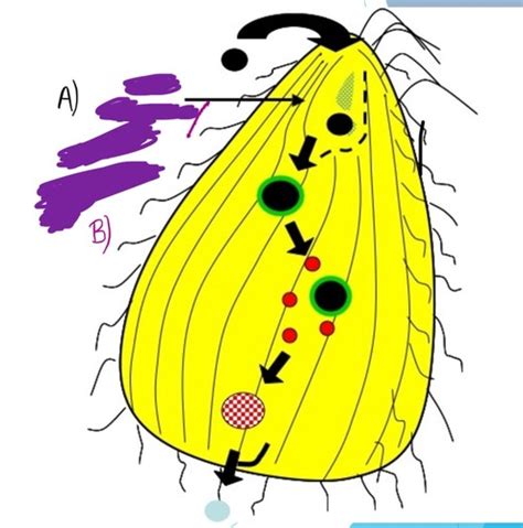 Phagocytosis In Tetrahymena Flashcards Quizlet