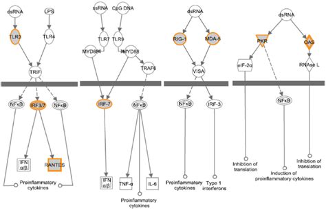 Genes In The Pattern Recognition Receptor Pathway Are Associated With