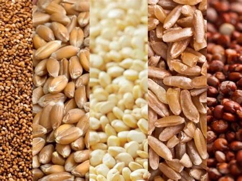 The Different Types Of Wheat And What They Re Used For Artofit