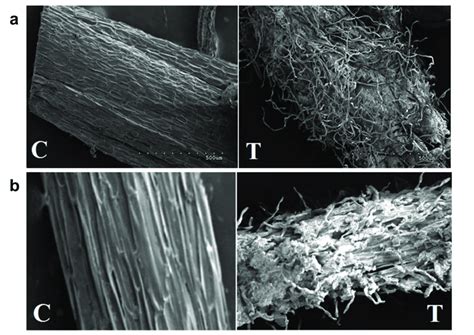 Root Elongation Zone Photographed Using Electron Microscope A Roots Download Scientific