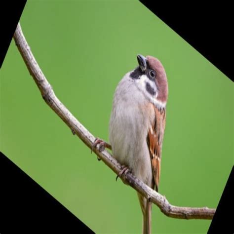 birds classification dataset and pre trained model by predictive analytics