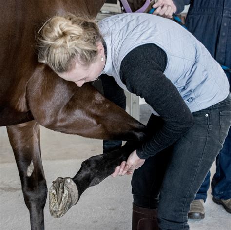 Client Education Newtonvetclinic