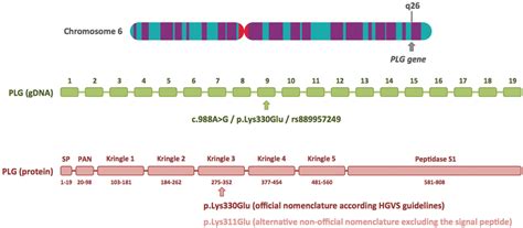 Plasminogen Gene Structure And Location Of The C 988a G P Lys330glu Download Scientific