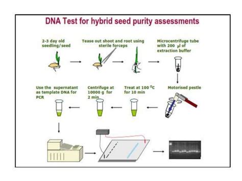 Methods Of Genetic Purity Testing Ppt Gardening Home And Garden