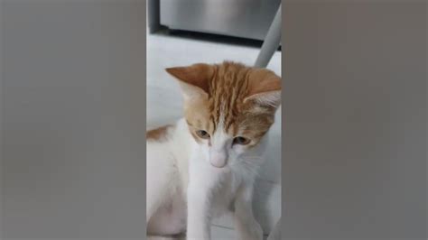 눈을 왜 그렇게 떠고양이유행 지난거 해보기망고암컷5개월귀요미♡ Youtube