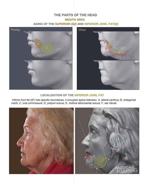 Anatomy Of Facial Expression Artofit
