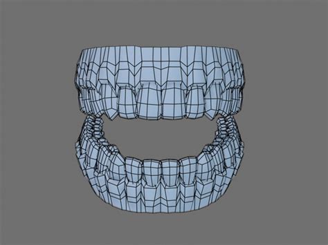 Human Teeth 3d Model