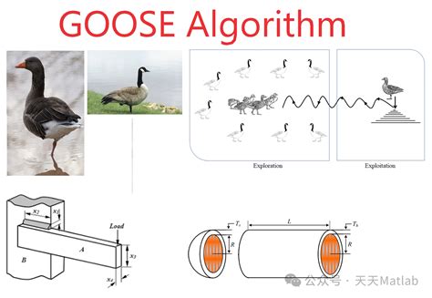 【智能优化算法】鹅算法goose Algorithm附matlab代码鹅优化算法matlab代码 Csdn博客