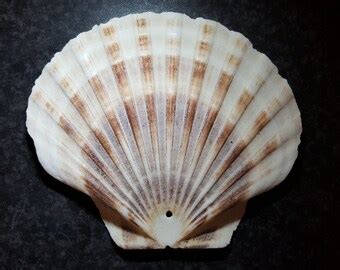 Large Scallop Shell Etsy