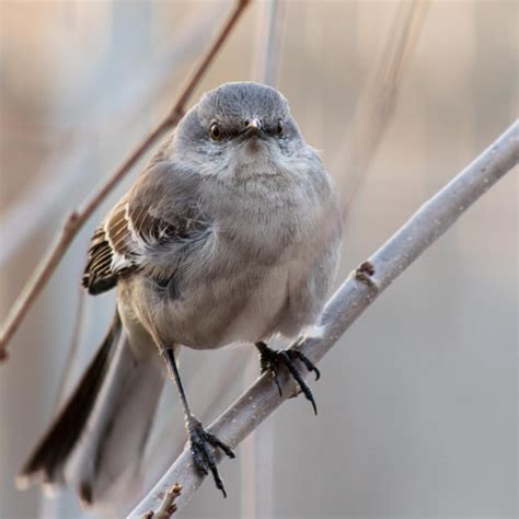 Stop Mocking Me Rbirding