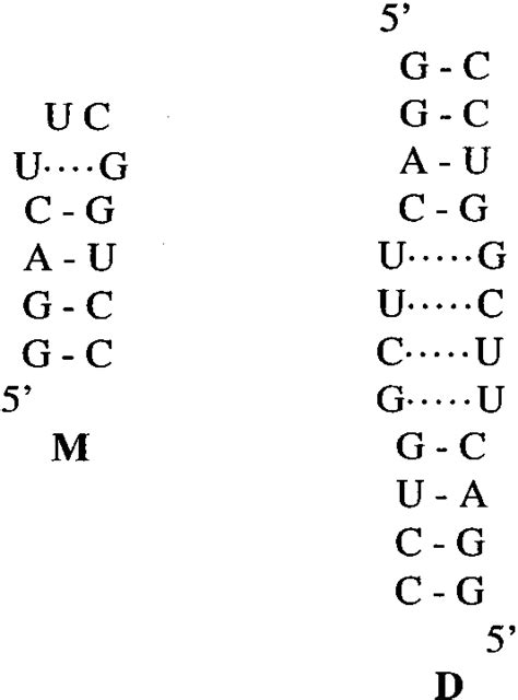 Schematic Representation Of Monomerdimer Equilibrium In Rna Hairpin