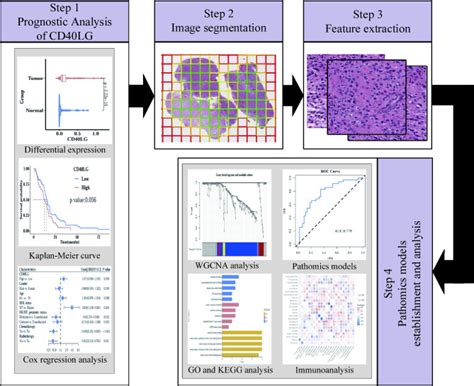 Pathomics Models For Cd40lg Expression And Prognosis Prediction In Glioblastoma Pmc
