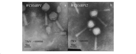 Electron Microscopy Of Bacteriophage Morphology A Wchabp1 B