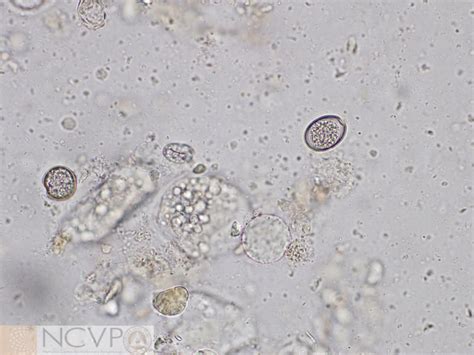 Apicomplexa Ncvp National Center For Veterinary Parasitology