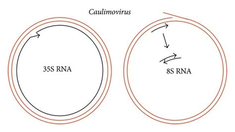 Viral Dsrna Formation A Rna Virus Rnas Are Replicated By Viral Rna Download Scientific