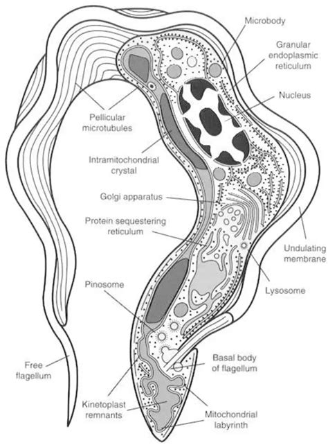 Biological Classification Five Kingdoms Taxonomic Hierarchy