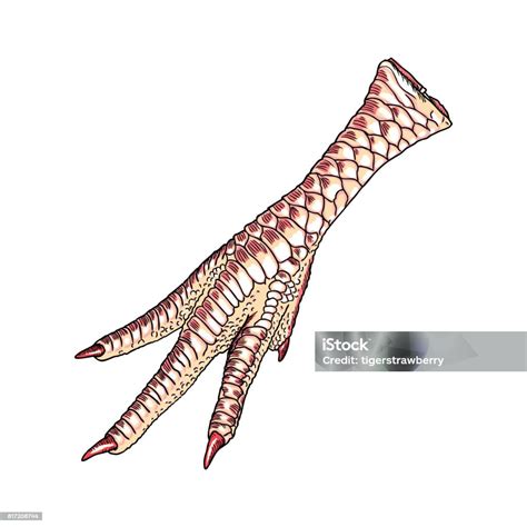 치킨 닭 터키 피트 손 컬러에 그리기입니다 요리에 대 한 국내 농장 조류 또는 닭 다리 벡터입니다 갈고리 발톱에 대한 스톡 벡터 아트 및 기타 이미지 Istock