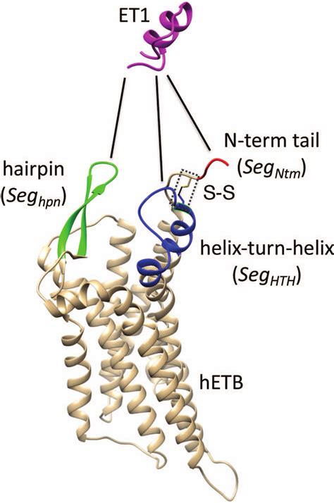 Three Segments Seg Ntm Red Ribbon Seg Hpn Green And Seg Hth