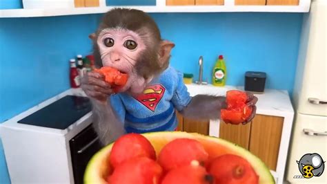 ویدئو کارتونی بچه میمون بازیگوش ماجراهای بچه میمون و خوردن هندوانه