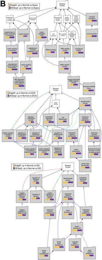Aligning The Aligners Comparison Of RNA Sequencing Data Alignment And Gene Expression
