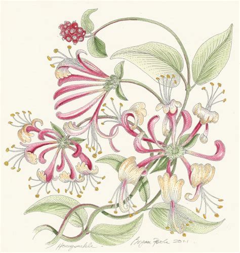 Honeysuckle Illustration Honeysuckle Tattoo Botanical Flower Art