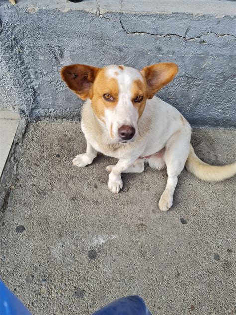 მიუსაფარი ცხოველები გლდანში🐾🐾🐾 Facebook