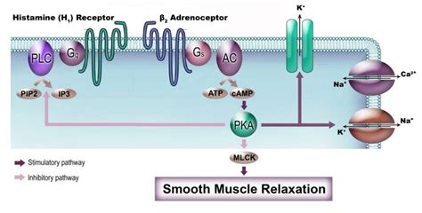 Schematic Representation Of The Sites Of Phosphorylation For Protein Download Scientific