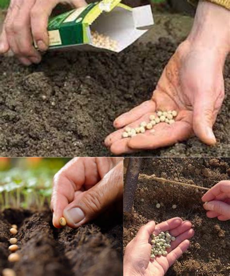 Selecting Pea Seeds For Future Plantings Grandma Widsom Tips