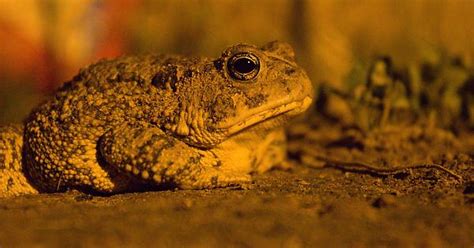 Chief Sitting Toad Imgur