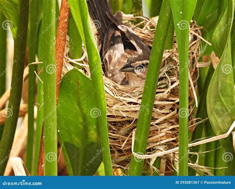 Red Winged Blackbird Agelaius Phoeniceus Female In Her Nest Stock