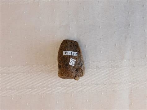 Florida Turtle Claw Fossil Fossils And Artifacts For Sale Paleo