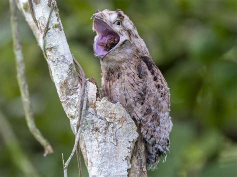 19 Potoo Facts
