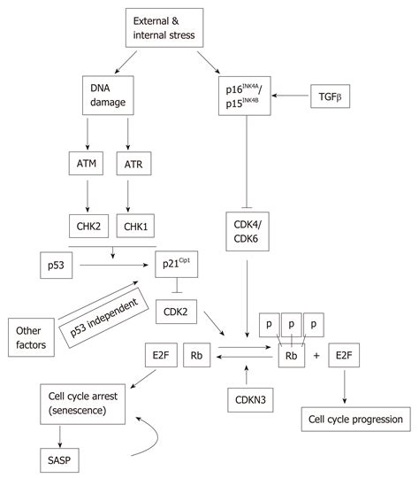 Hepatic Senescence The Good And The Bad