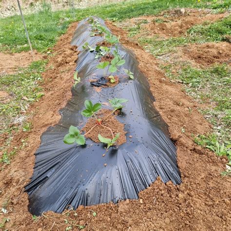 딸기 키우기 텃밭에 딸기모종 설향 심는 시기와 재배법 네이버 블로그