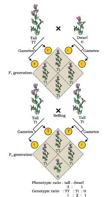 Principle Of Inheritance And Variation Chapter Notes Botany Pdf Download