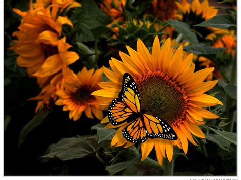 Sunflower And Butterfly Wallpaper De Haus Blog