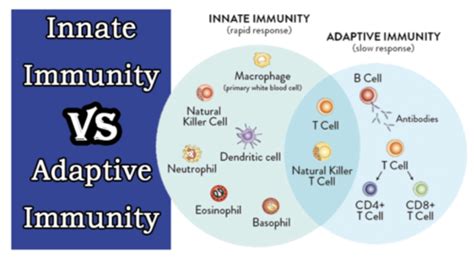 Innate And Adaptive Immunity Flashcards Quizlet