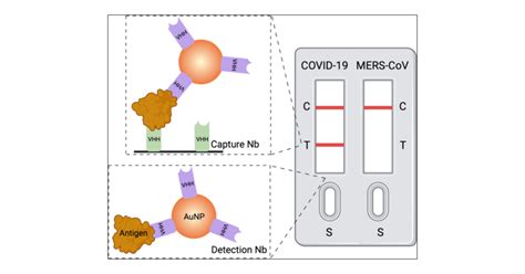 Nanobody Based Lateral Flow Immunoassay For Rapid Antigen Detection Of Sars Cov 2 And Mers Cov